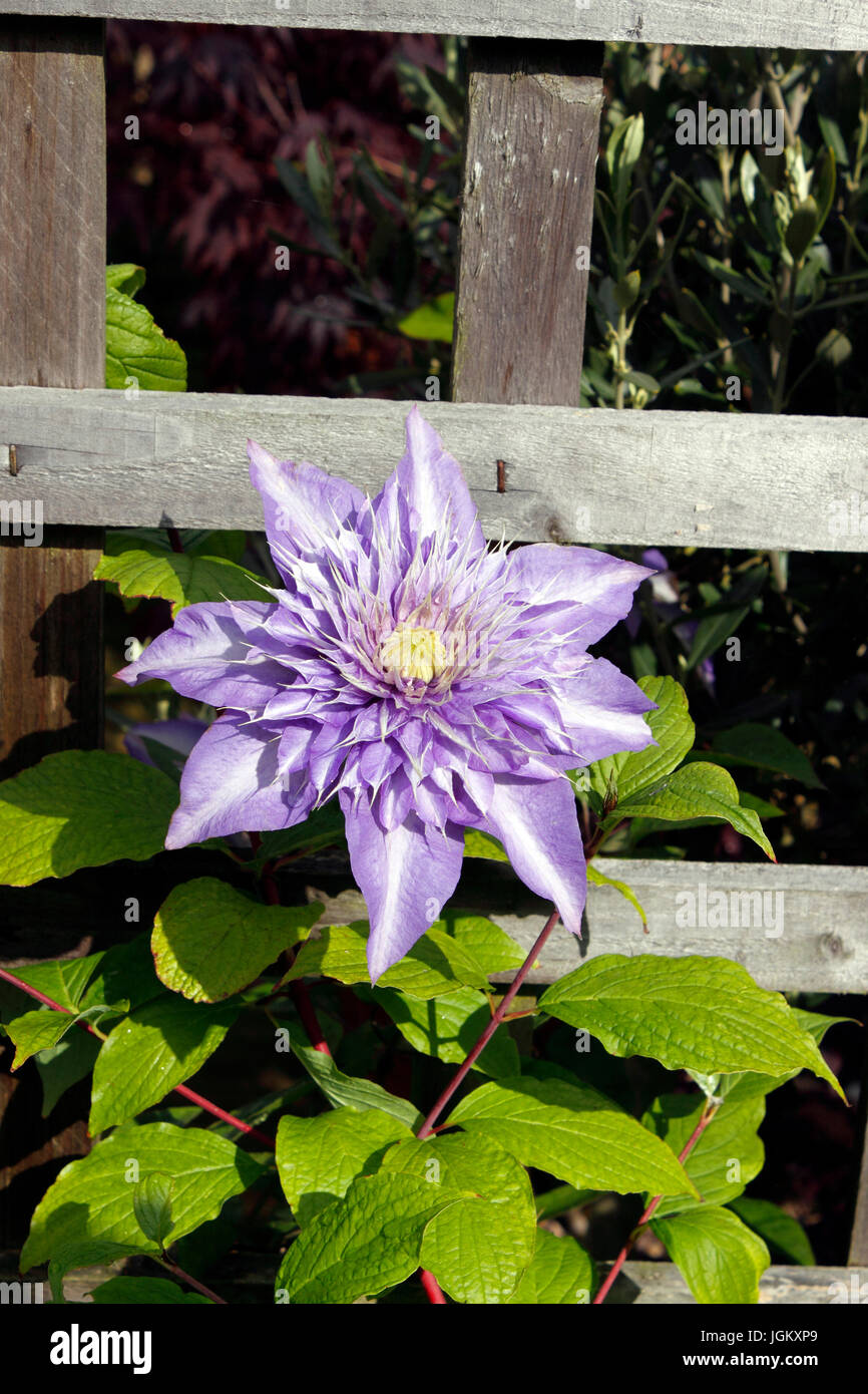 Clematis multi blue hi-res stock photography and images - Alamy