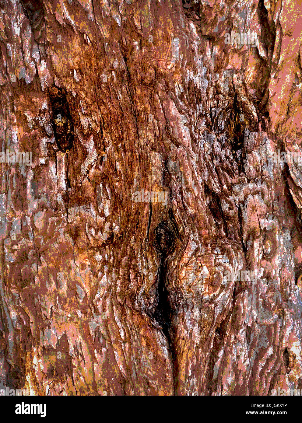 face in tree bark Stock Photo - Alamy