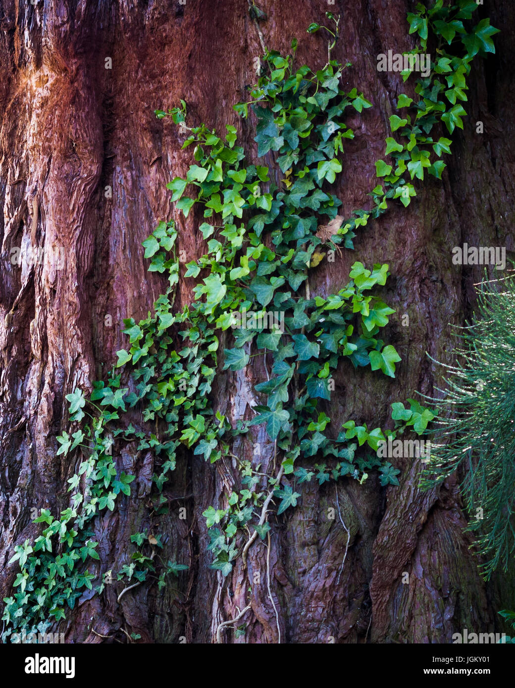 ivy growing up tree Stock Photo - Alamy