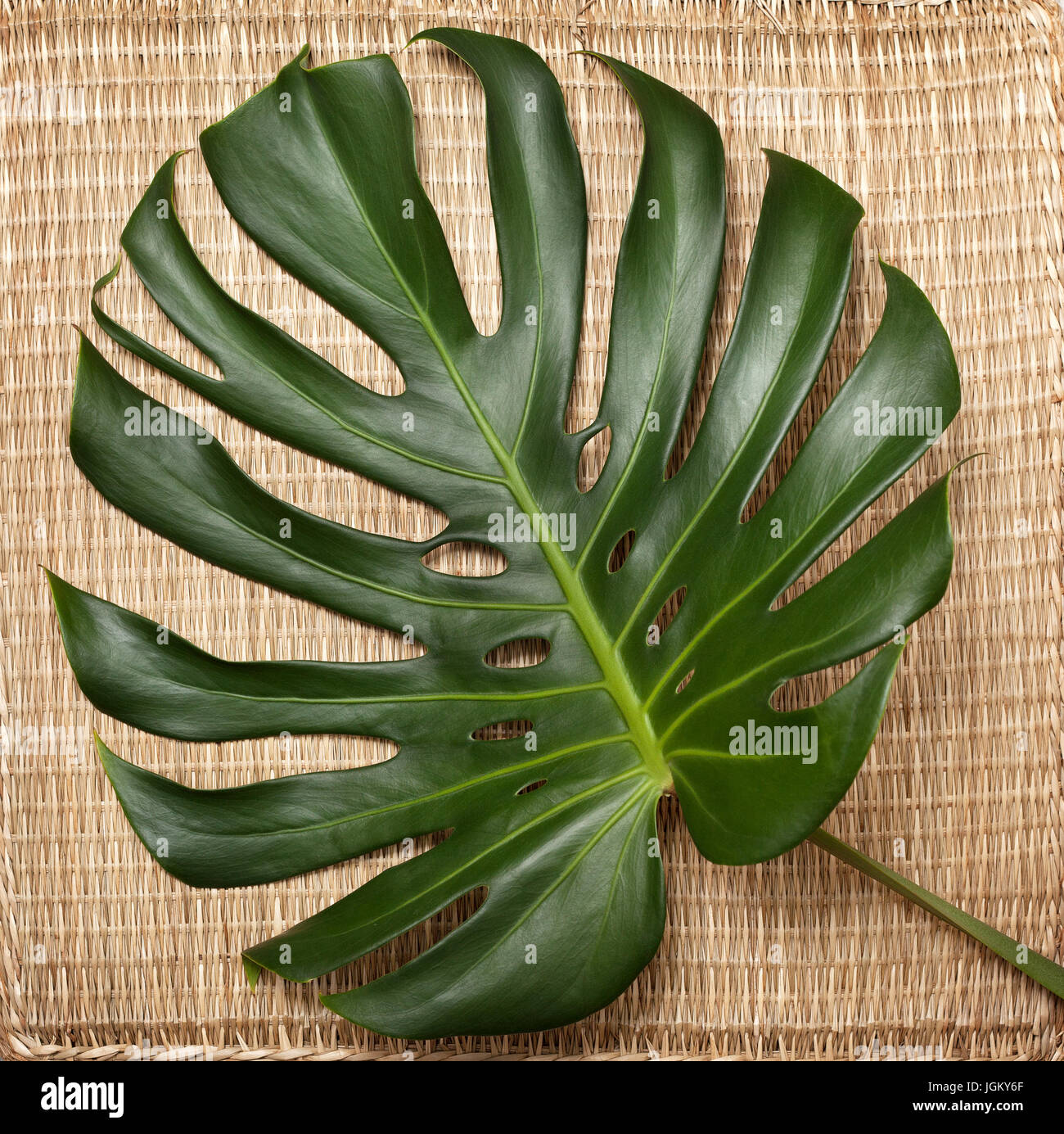 Wallpaper monstera hi-res stock photography and images - Alamy