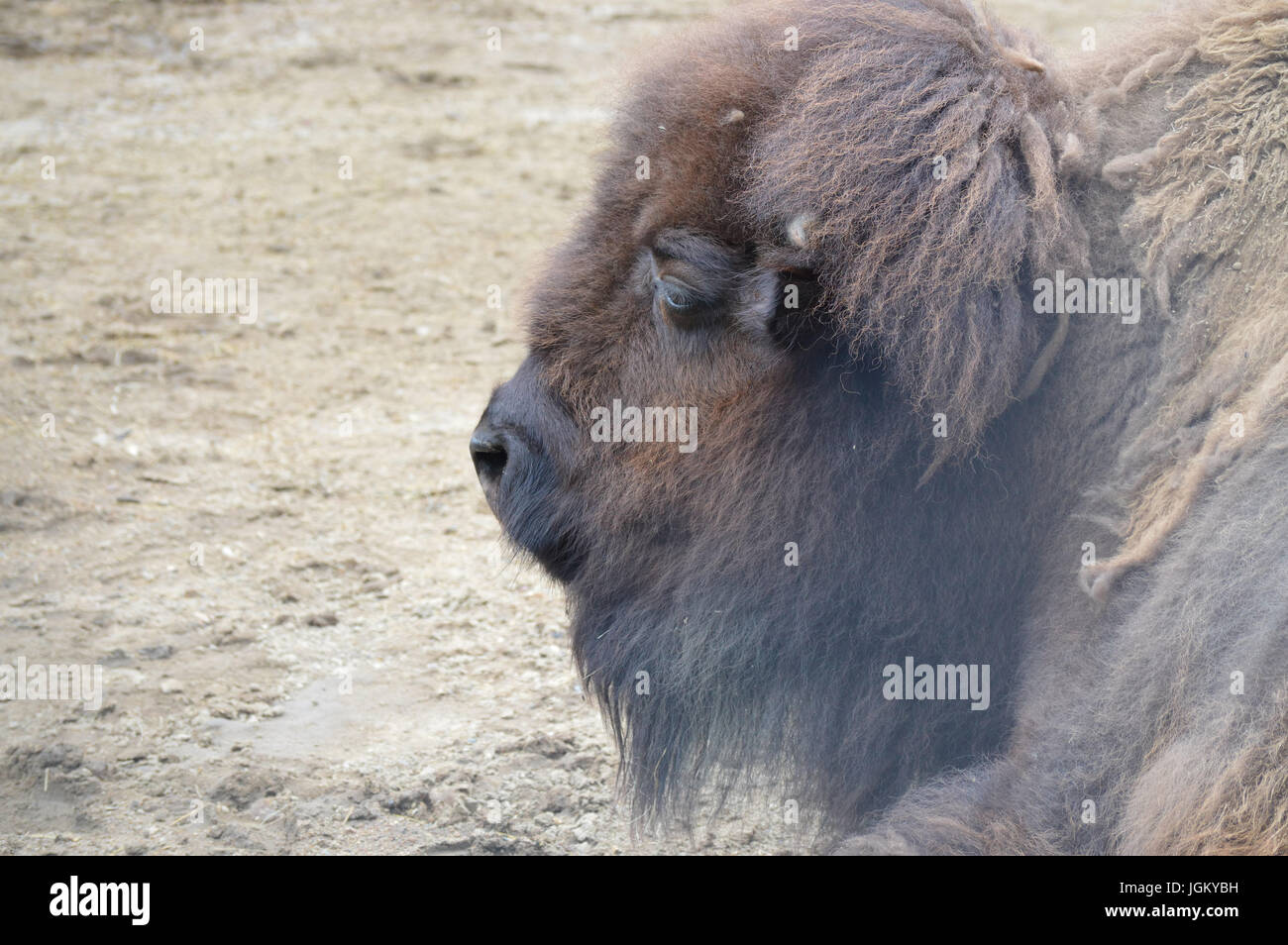 Adult bison hi-res stock photography and images - Alamy