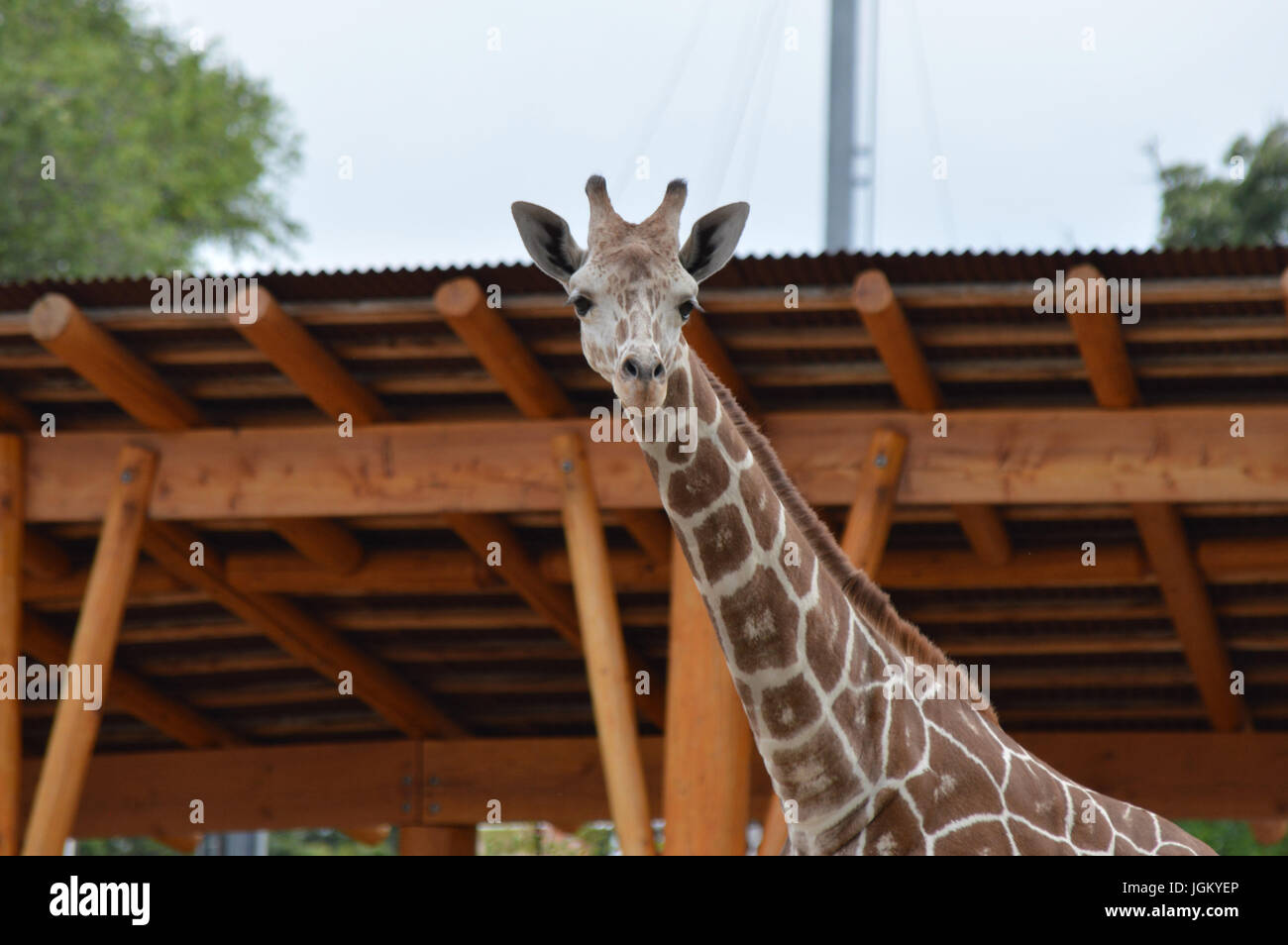 Giraffe tall hi-res stock photography and images - Alamy
