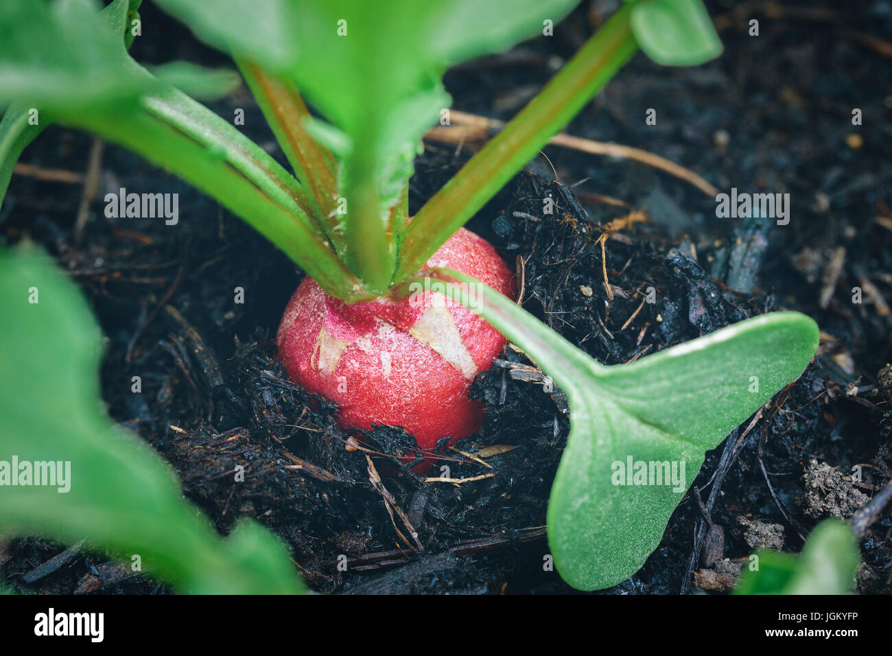 Radish Root Macro High Resolution Stock Photography and Images - Alamy
