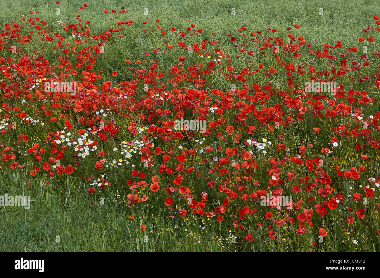 Field poppies and cornflowers Stock Photo - Alamy