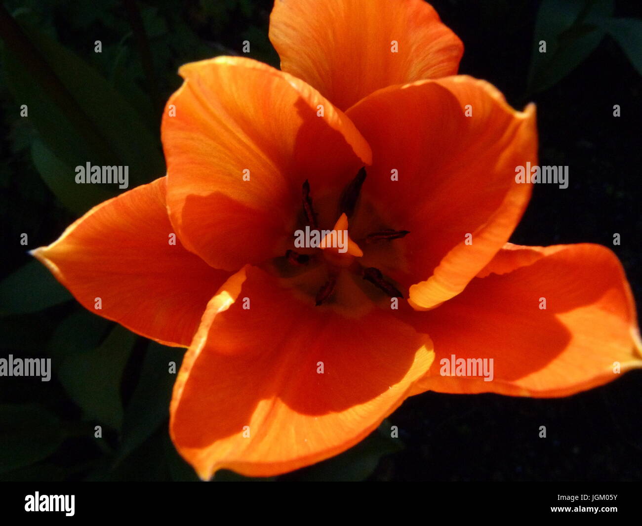 Big open tulip Stock Photo - Alamy