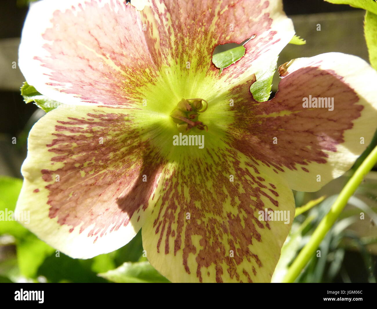 Incomplete flower hi-res stock photography and images - Alamy