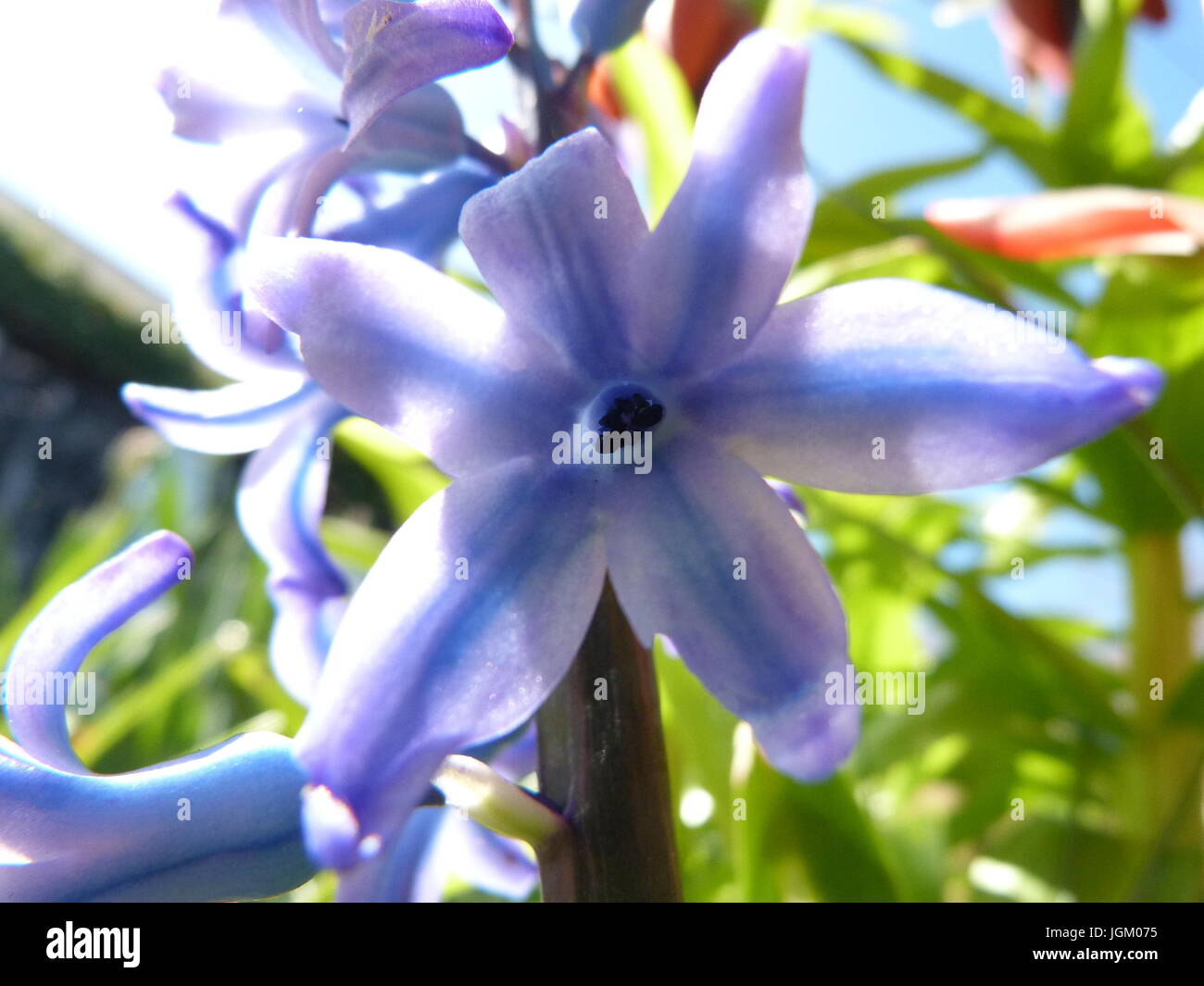 Blue star flower Stock Photo - Alamy