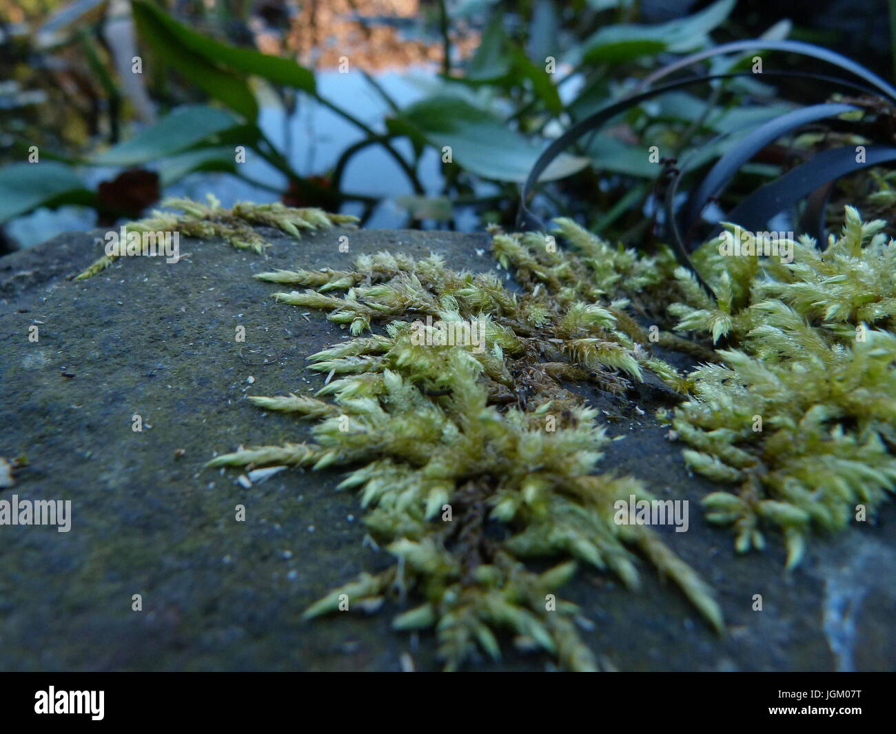 Sandstone and moss Stock Photo - Alamy