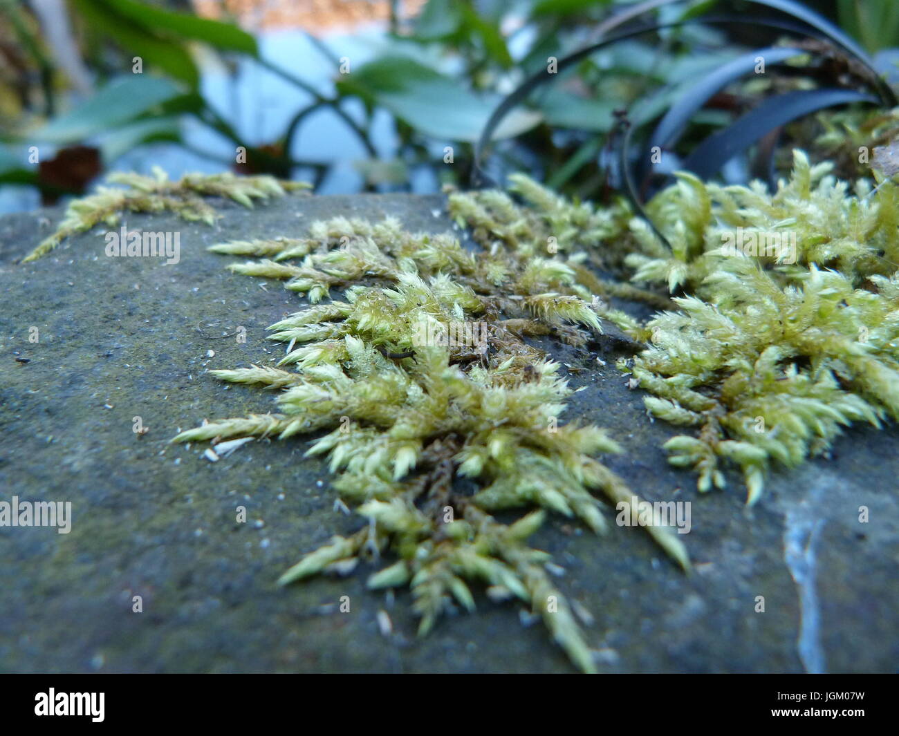 Moss on rock Stock Photo - Alamy