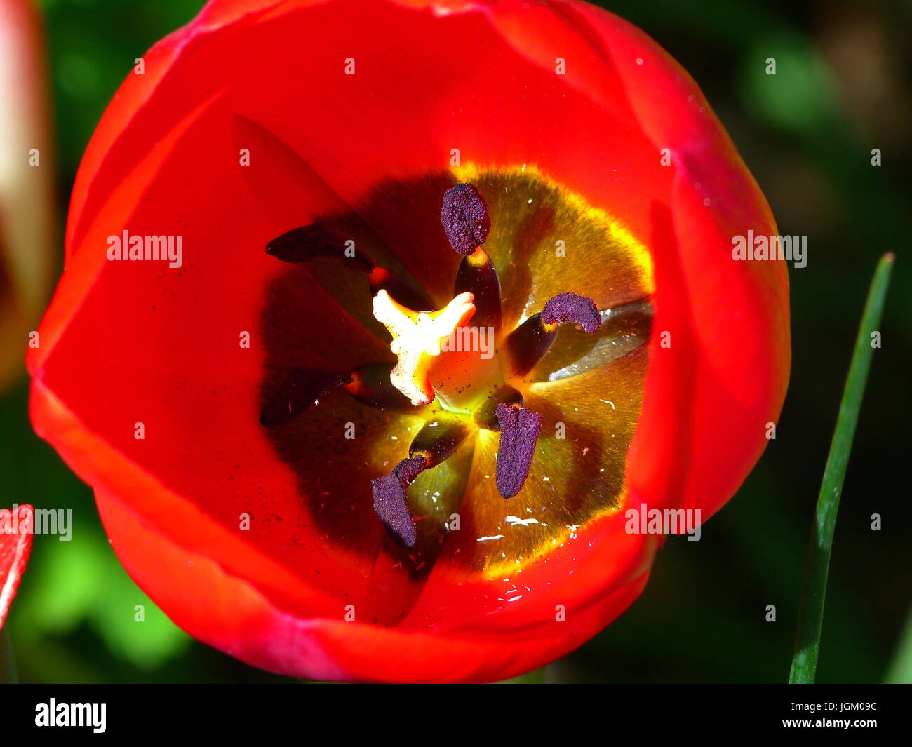 Open red tulip Stock Photo - Alamy Open red tulip Stock Photo - Alamy