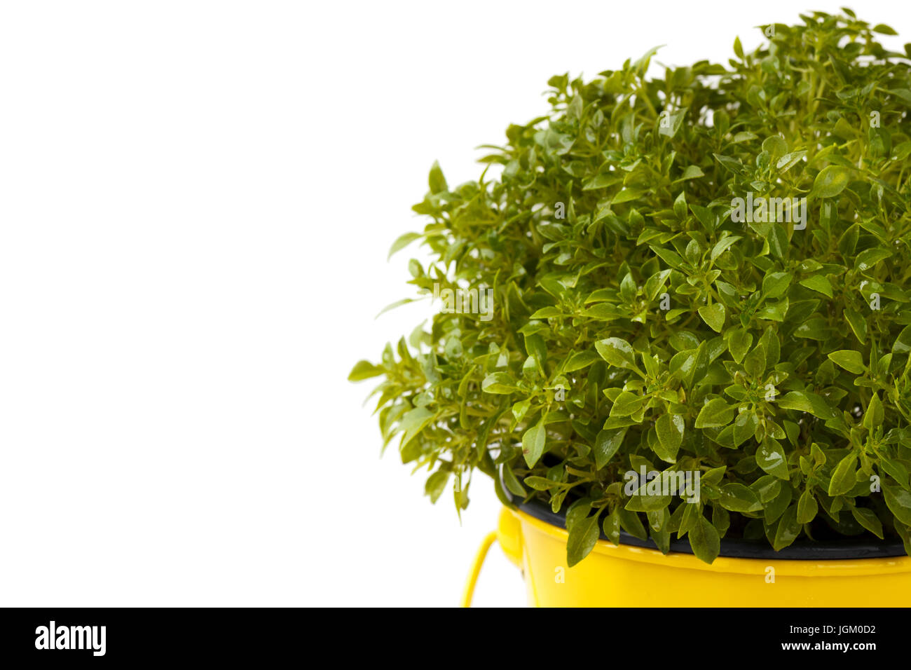 a small leaf type basil in a pot isolated over white with copy space ...