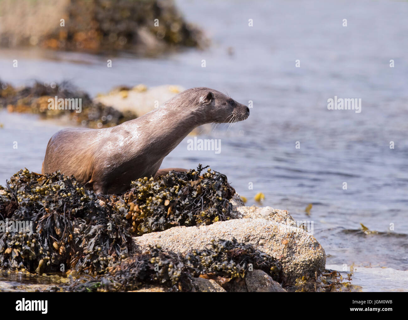 Otter sitting on rocks hi-res stock photography and images - Alamy