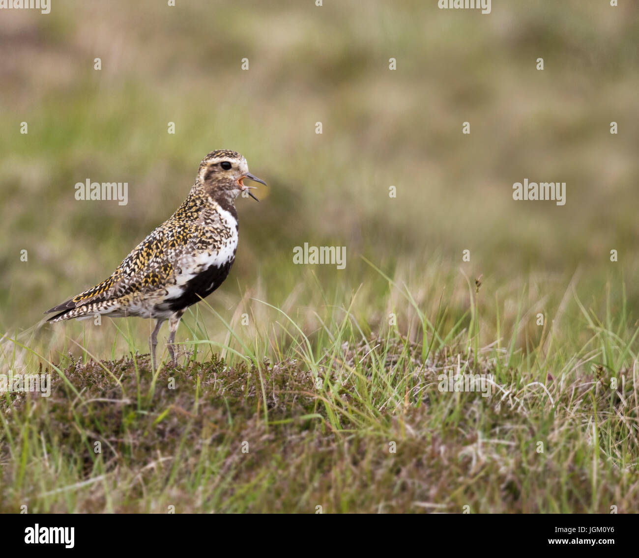 Golden plover uk summer hi-res stock photography and images - Alamy