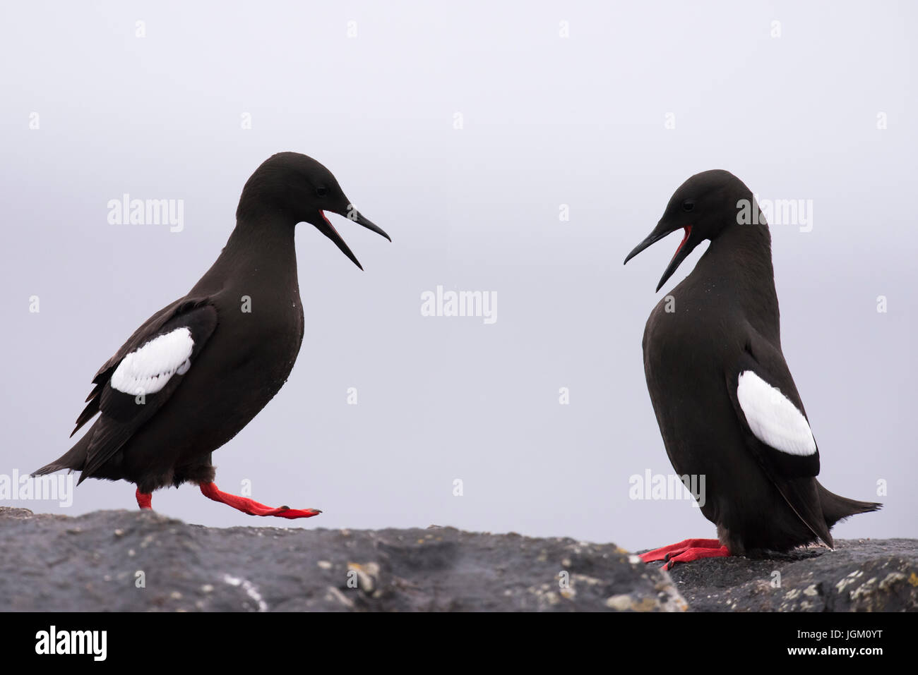 Two Black Guillemots (Cepphus grylle) displaying to one another ...
