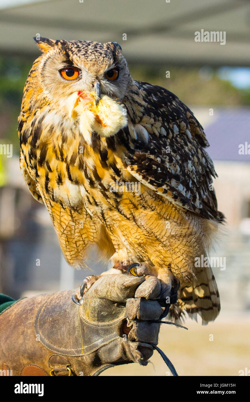 European owls hi-res stock photography and images - Alamy
