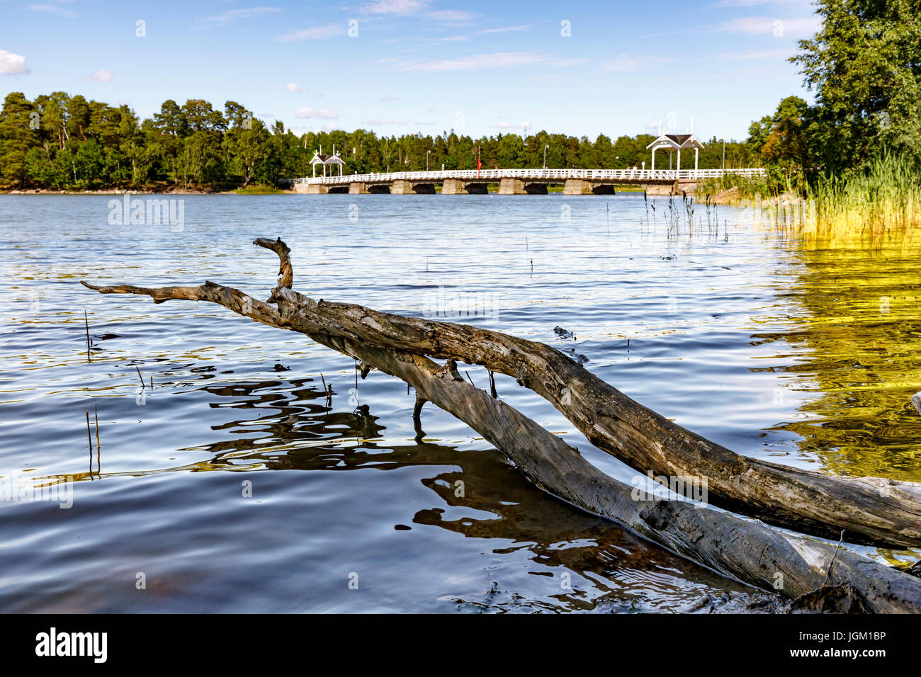 Tree logs in water and white pedestrian bridge in background Stock ...