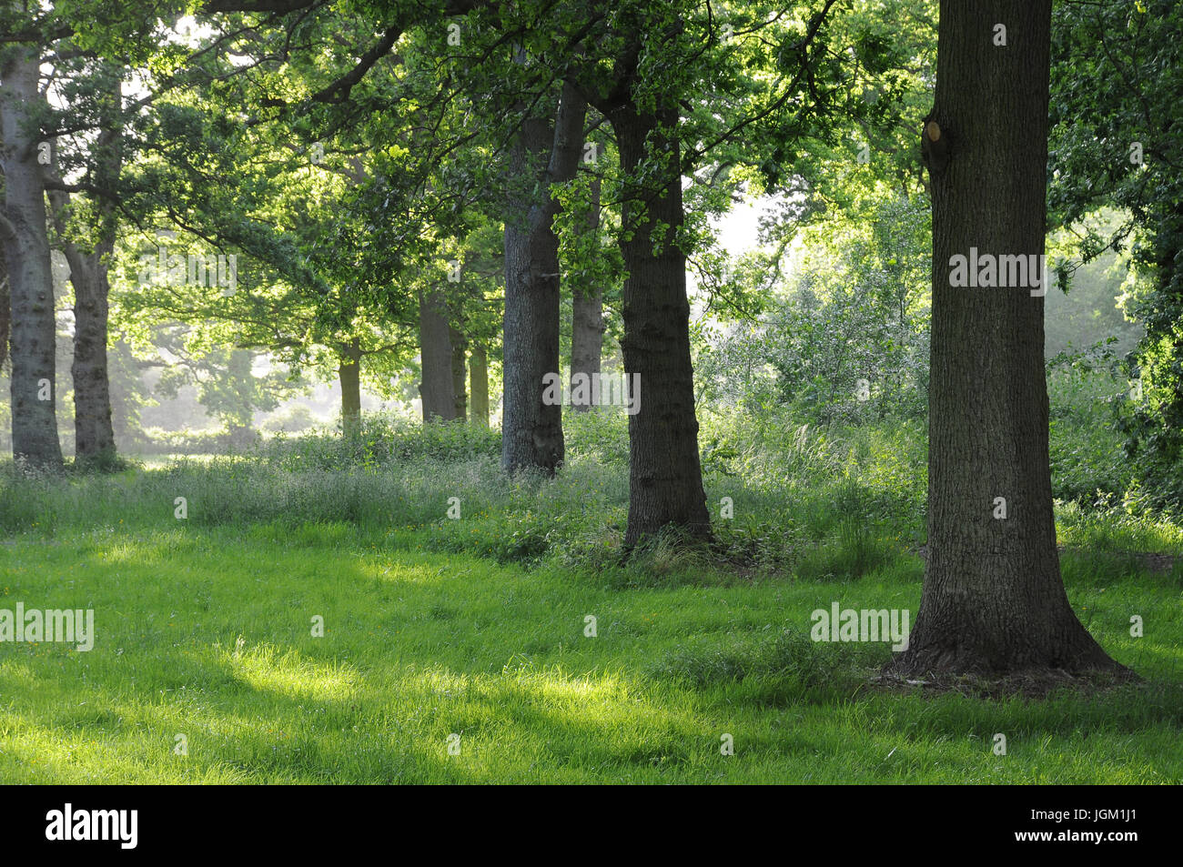 Copse forest woods forestry hi-res stock photography and images - Alamy