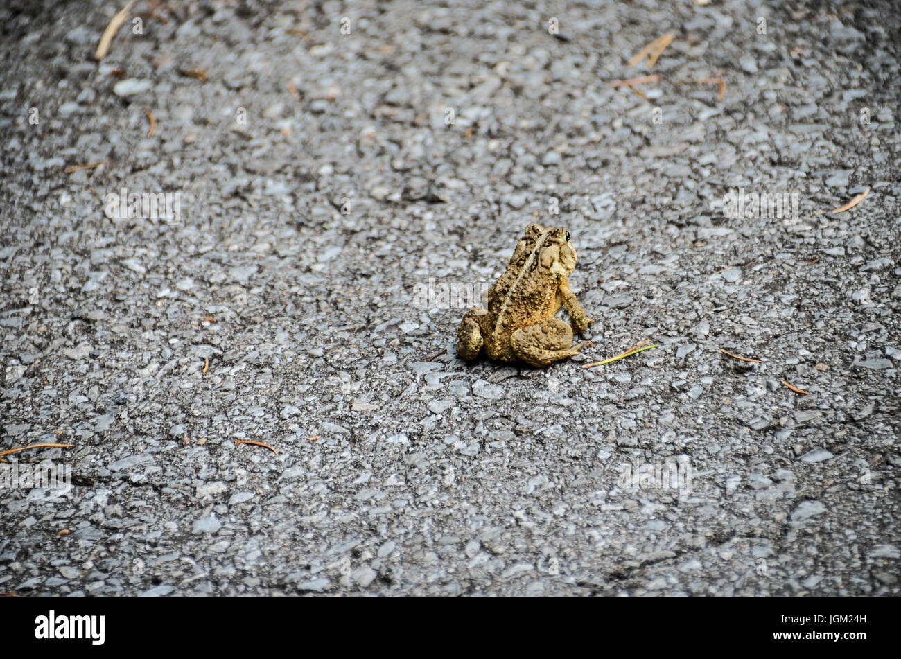 Back of toad on pavement closeup Stock Photo - Alamy