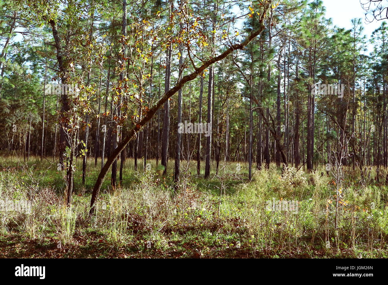 Bent tree in the woods Stock Photo - Alamy