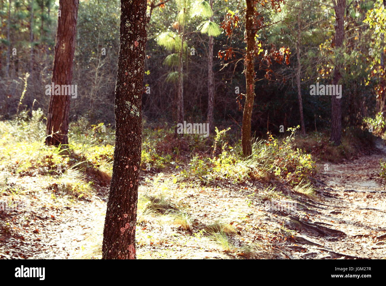 Leading lines into the woods hi-res stock photography and images - Alamy