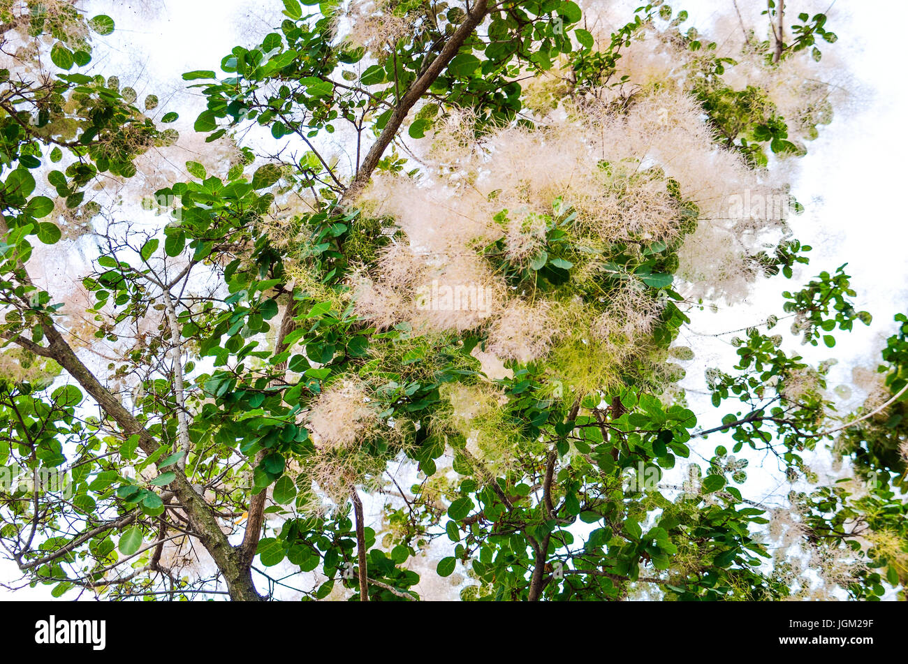 Closeup of stringy light moss hanging on top of tree in clumps Stock ...