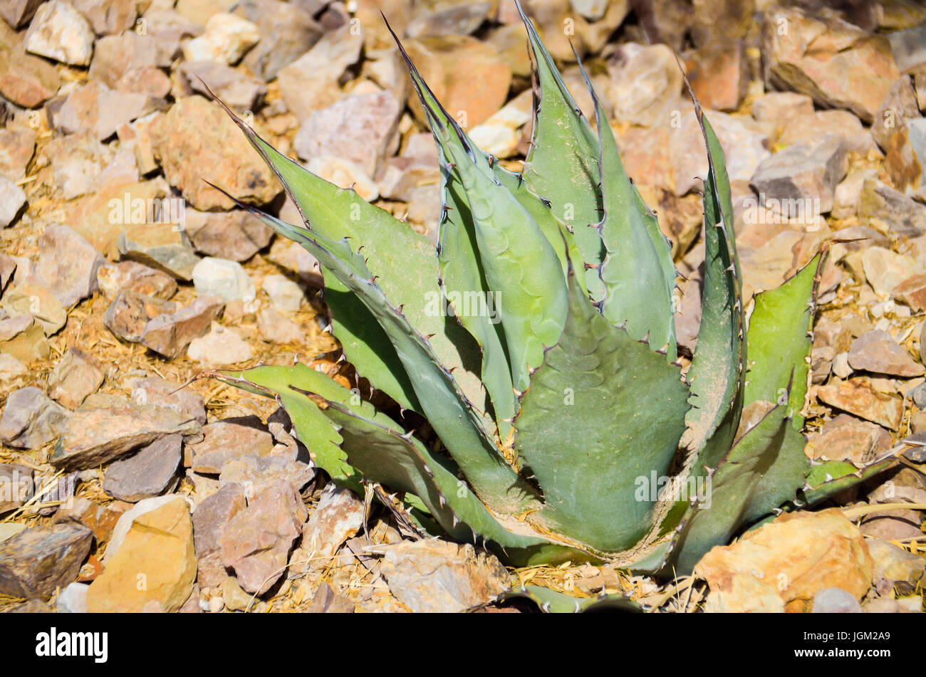 Agave macro closeup hi-res stock photography and images - Alamy