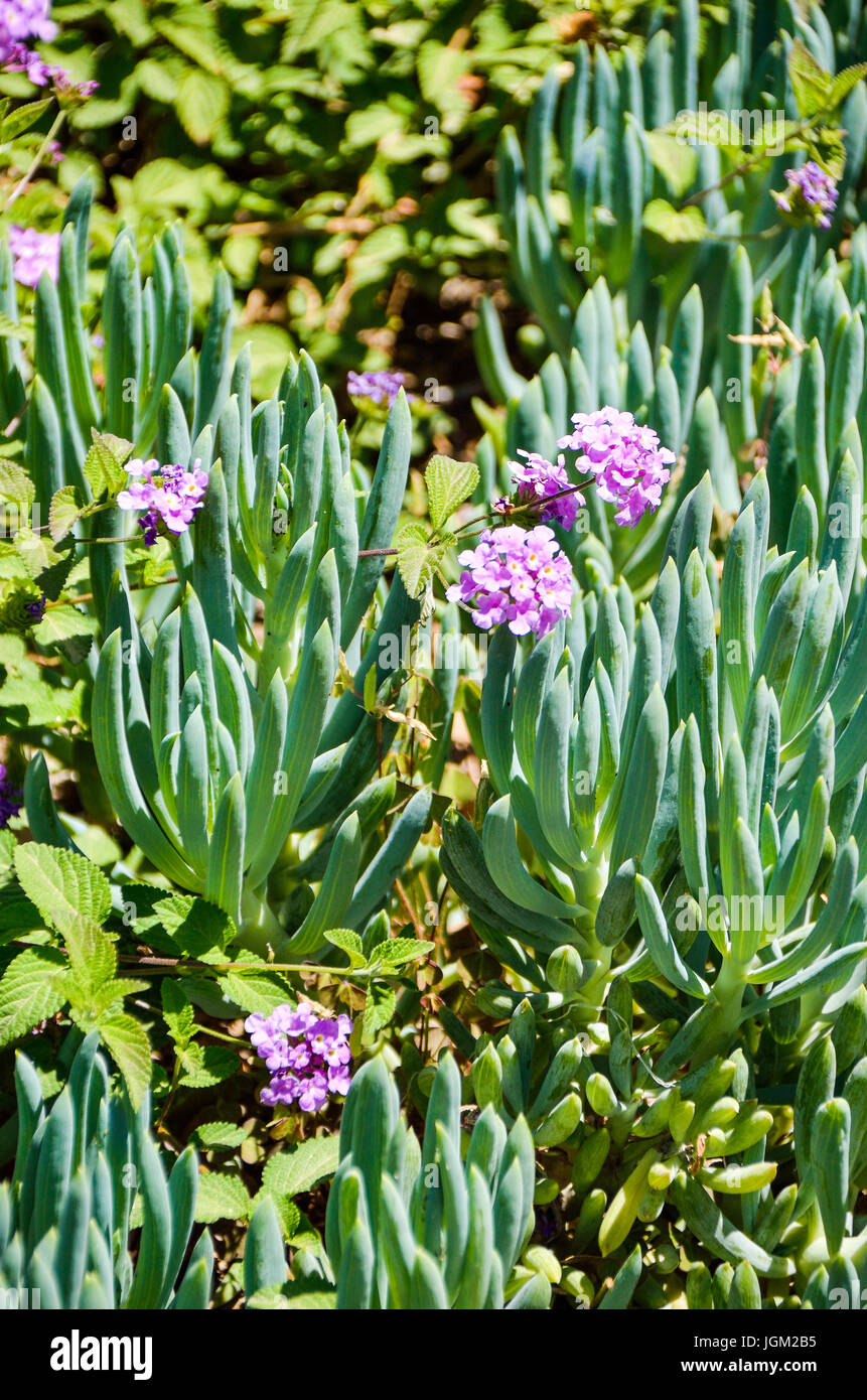 Purple lantana flowers in vertical green landscape park Stock Photo - Alamy