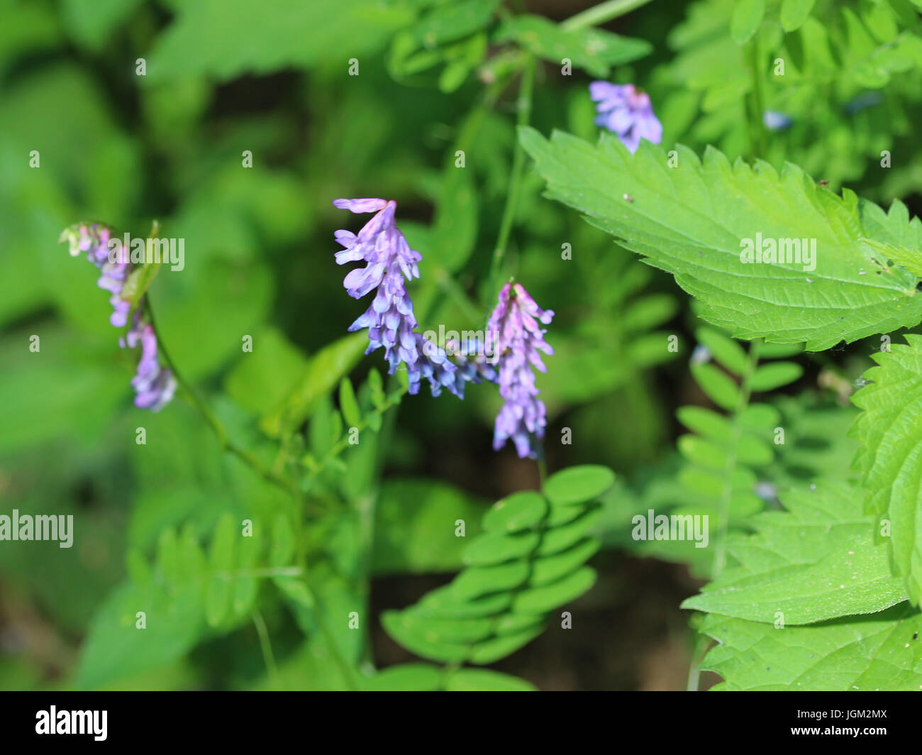 Boreal kingdom hi-res stock photography and images - Alamy