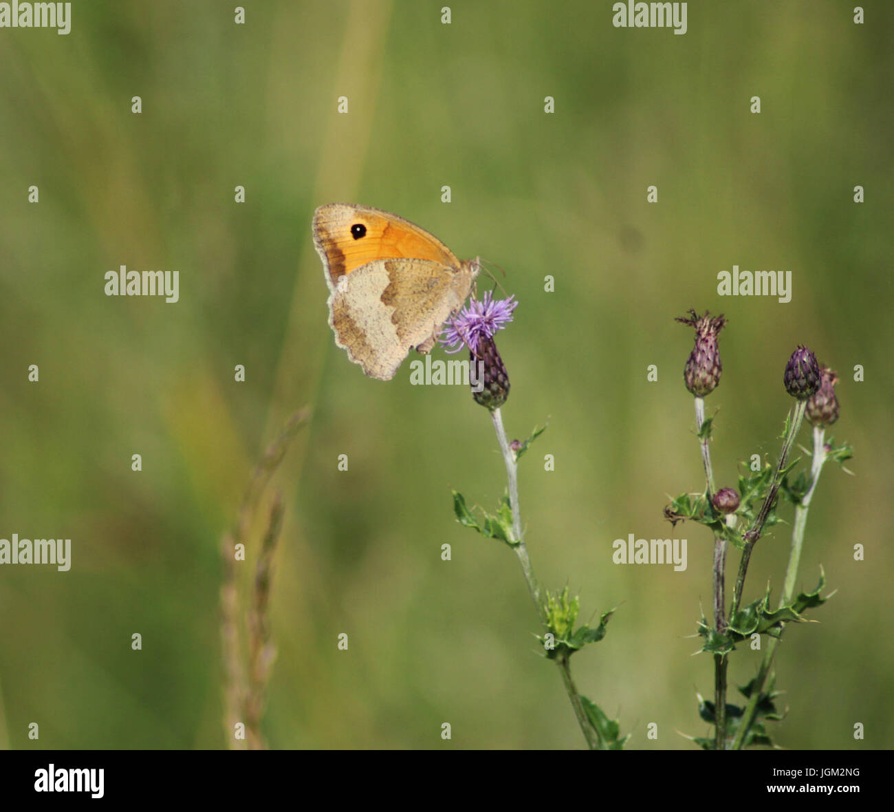 Tithonus hi-res stock photography and images - Alamy