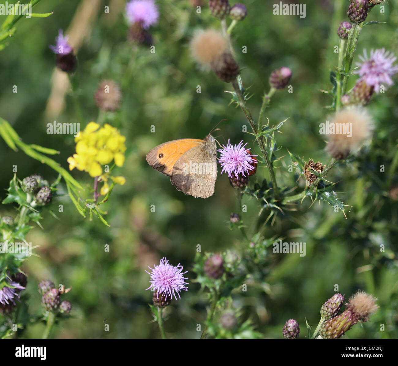 Tithonus hi-res stock photography and images - Alamy