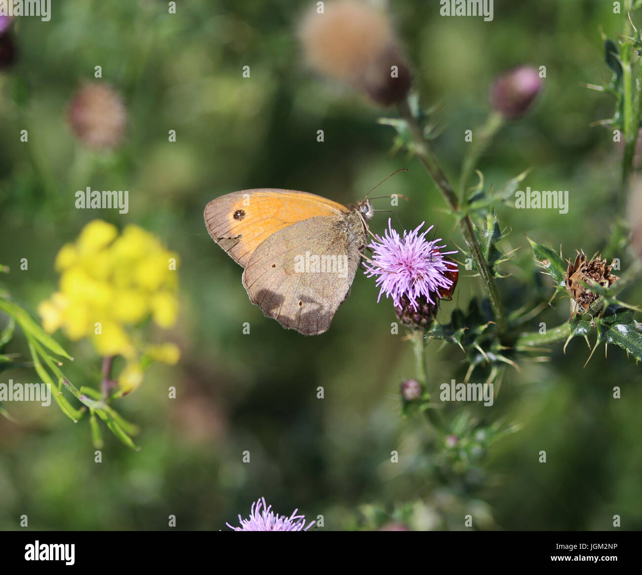 Heathland butterfly hi-res stock photography and images - Alamy