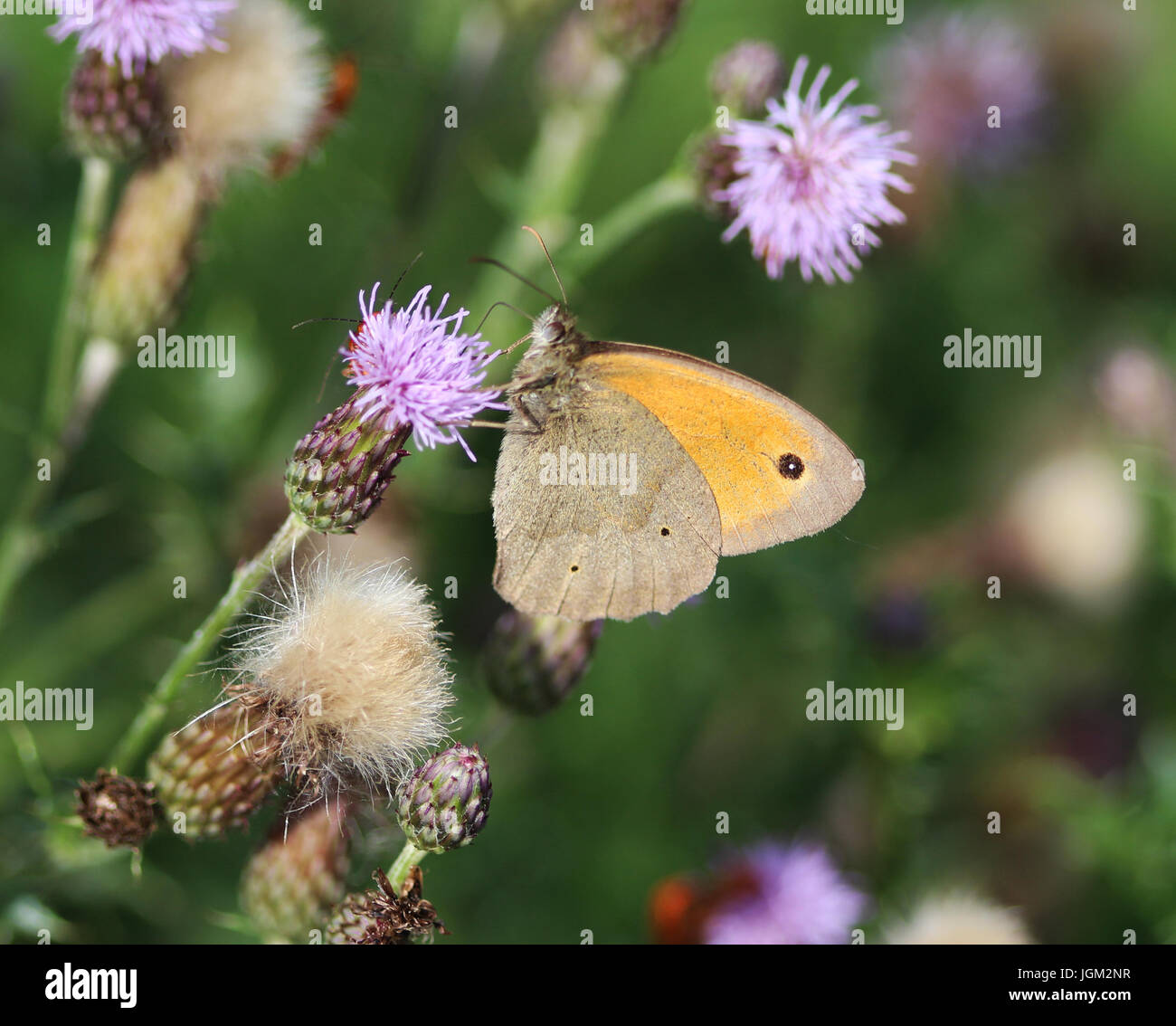Heathland butterfly hi-res stock photography and images - Alamy