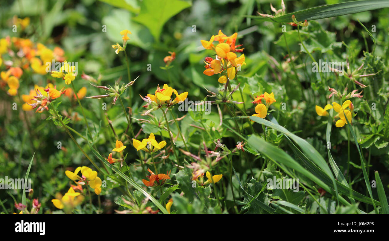 Lotus flower side view hi-res stock photography and images - Alamy