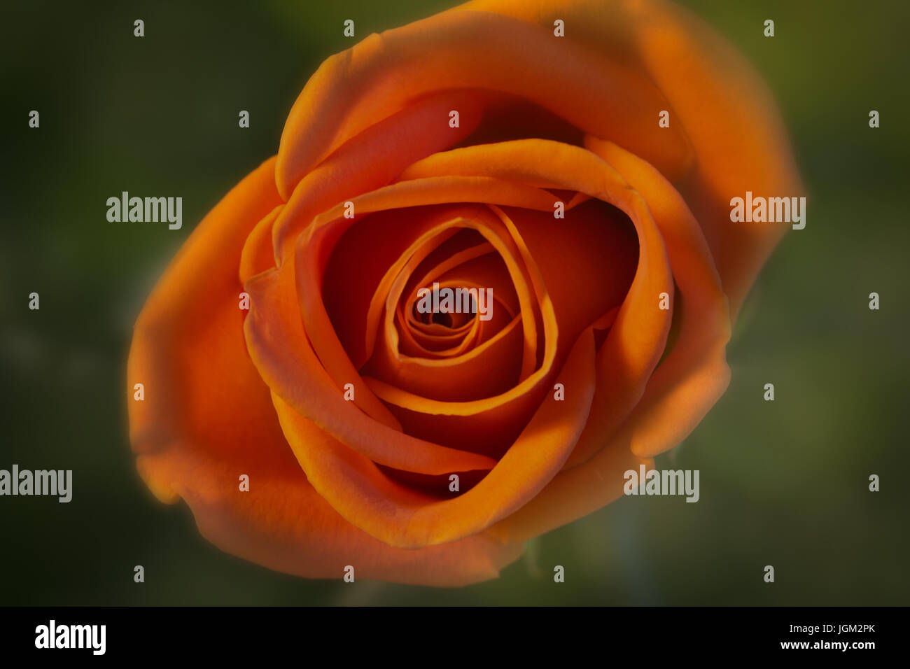 Yellow Rose Macro Stock Photo - Alamy