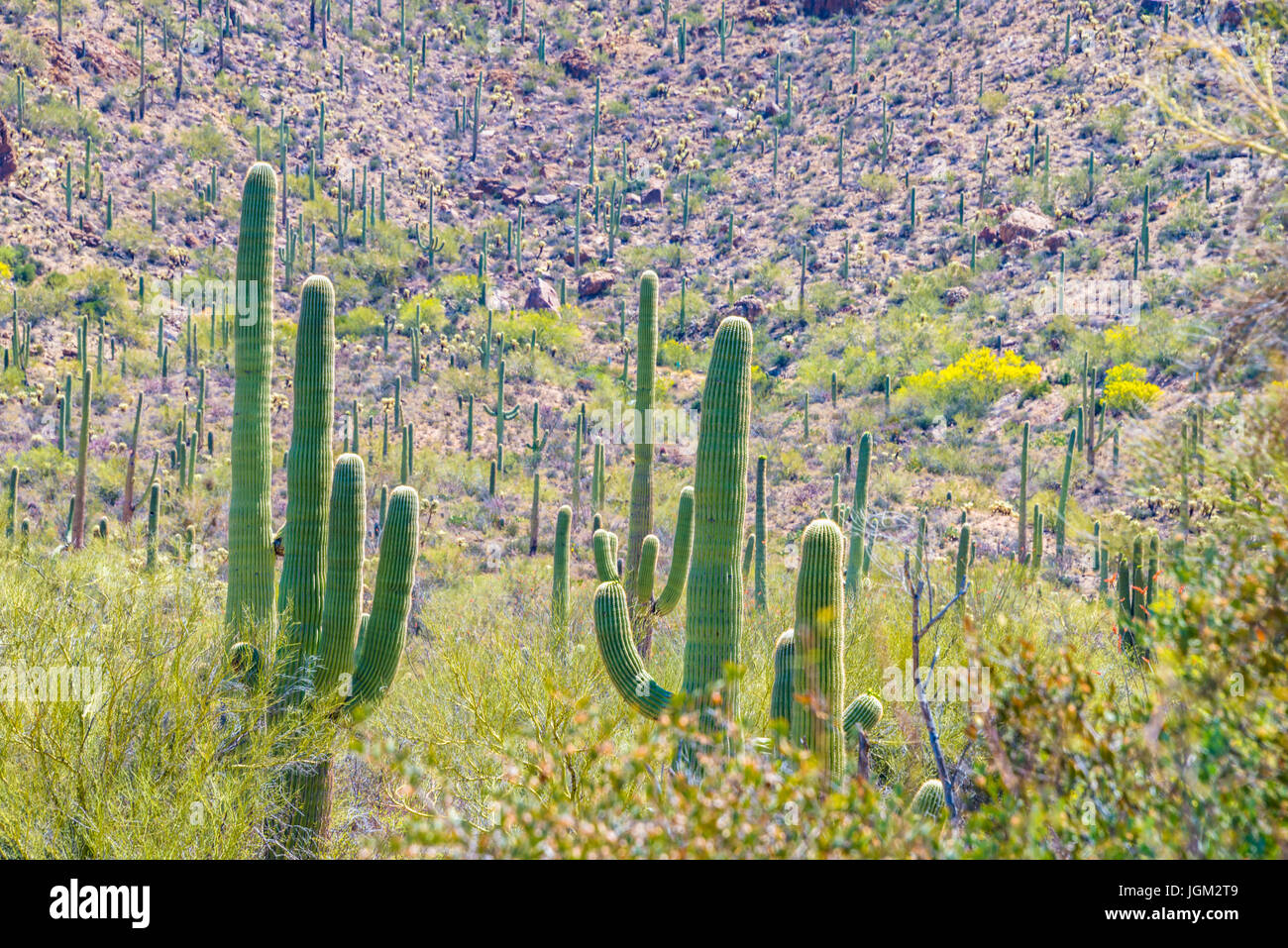 Field of Saguaro Cacti and Other Desert Plants in Saguaro National Park ...
