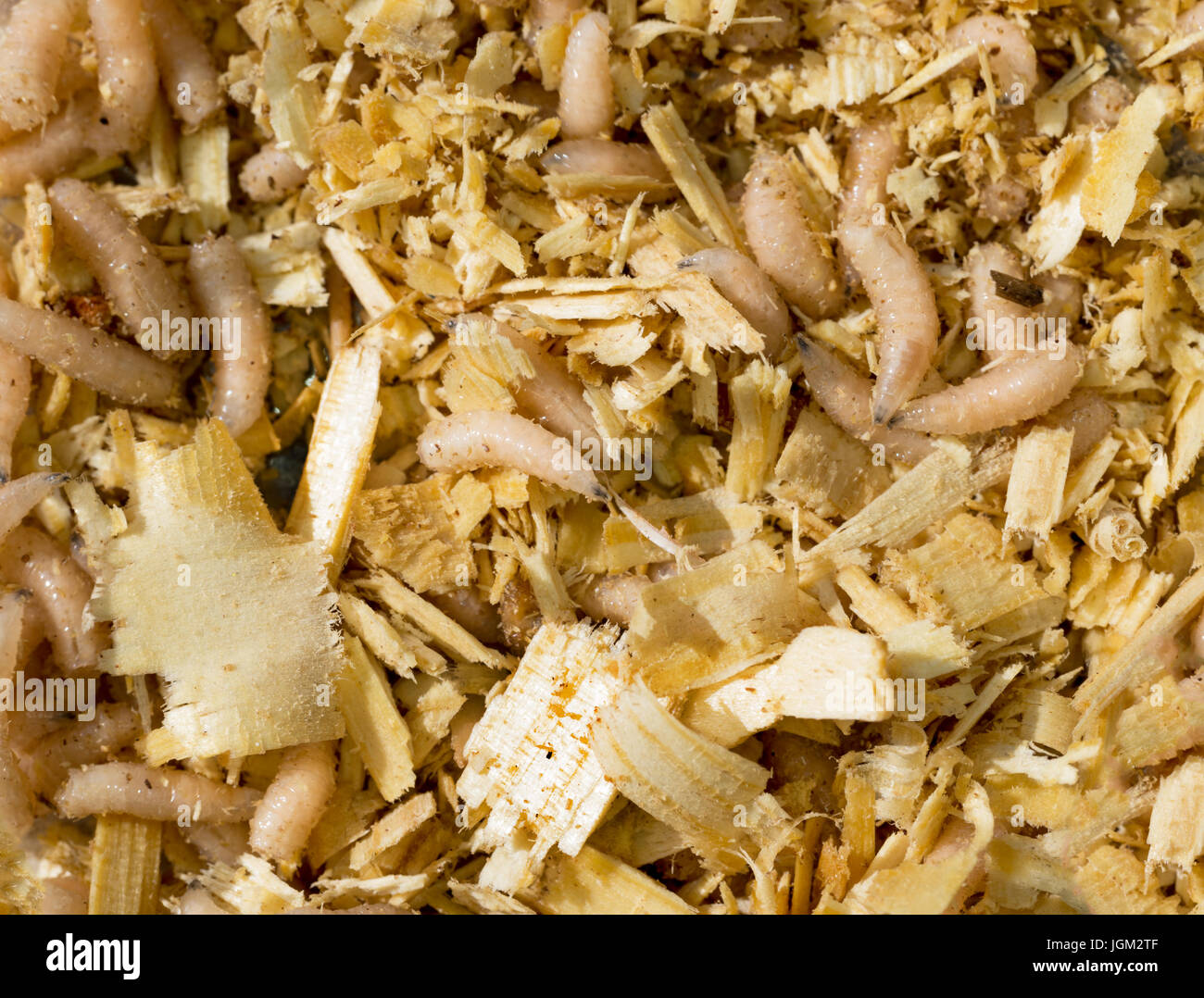 White fly infestation hi-res stock photography and images - Alamy