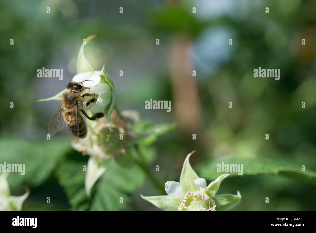 A bee pollinates a raspberry flower in a summer cottage Stock Photo - Alamy