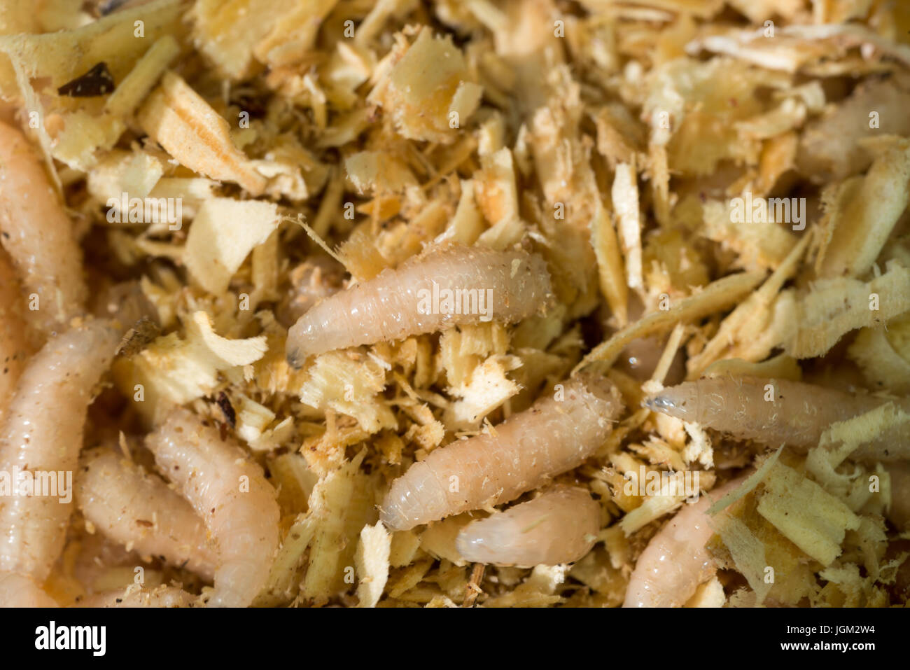 Creeping larvae of the white fly are used as bait on fishing Stock ...