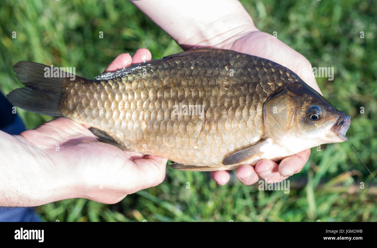 Large fish caught in fresh water by a fisherman Stock Photo - Alamy