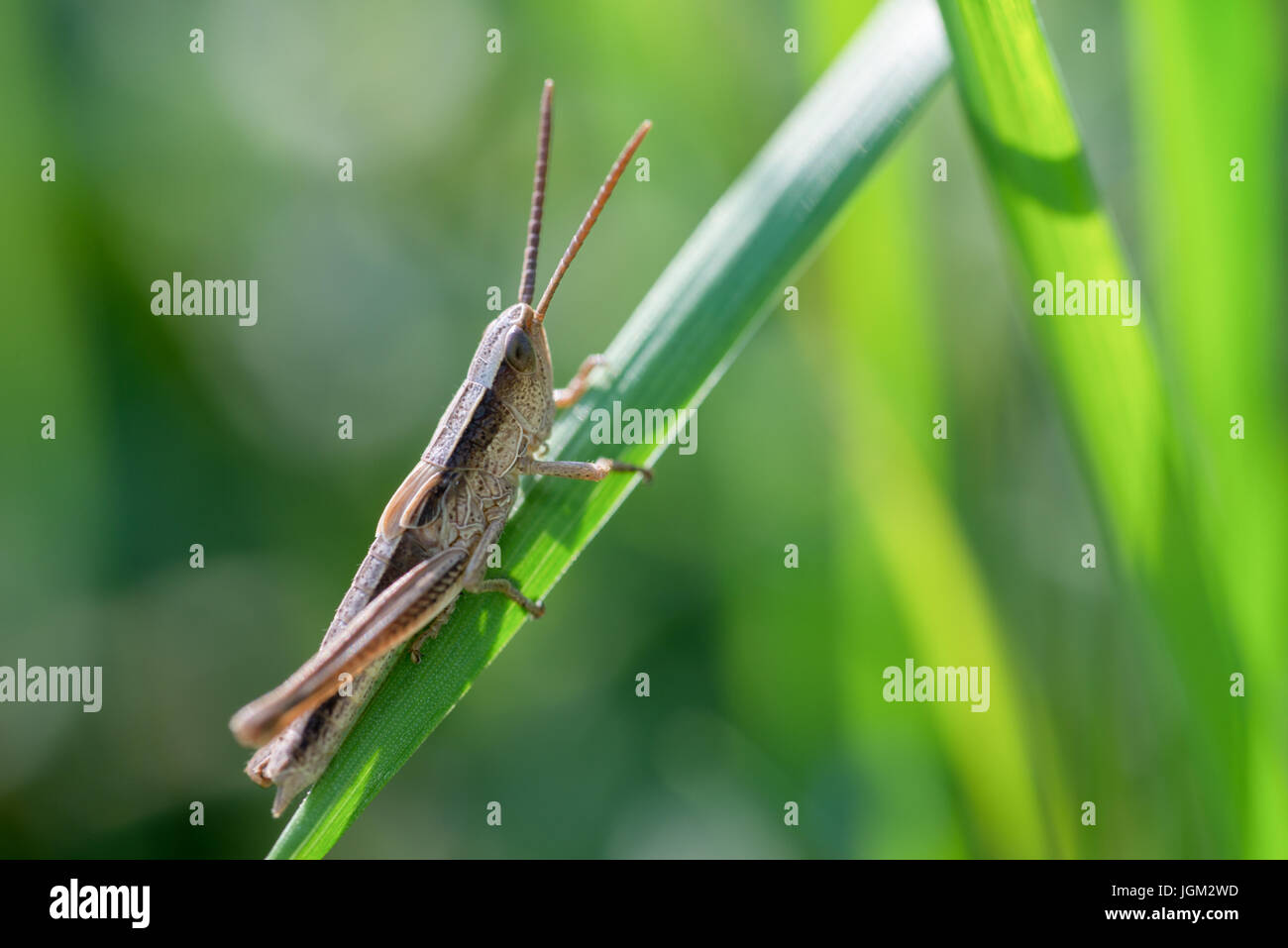 Grasshopper on grass close-up in the wild Stock Photo - Alamy