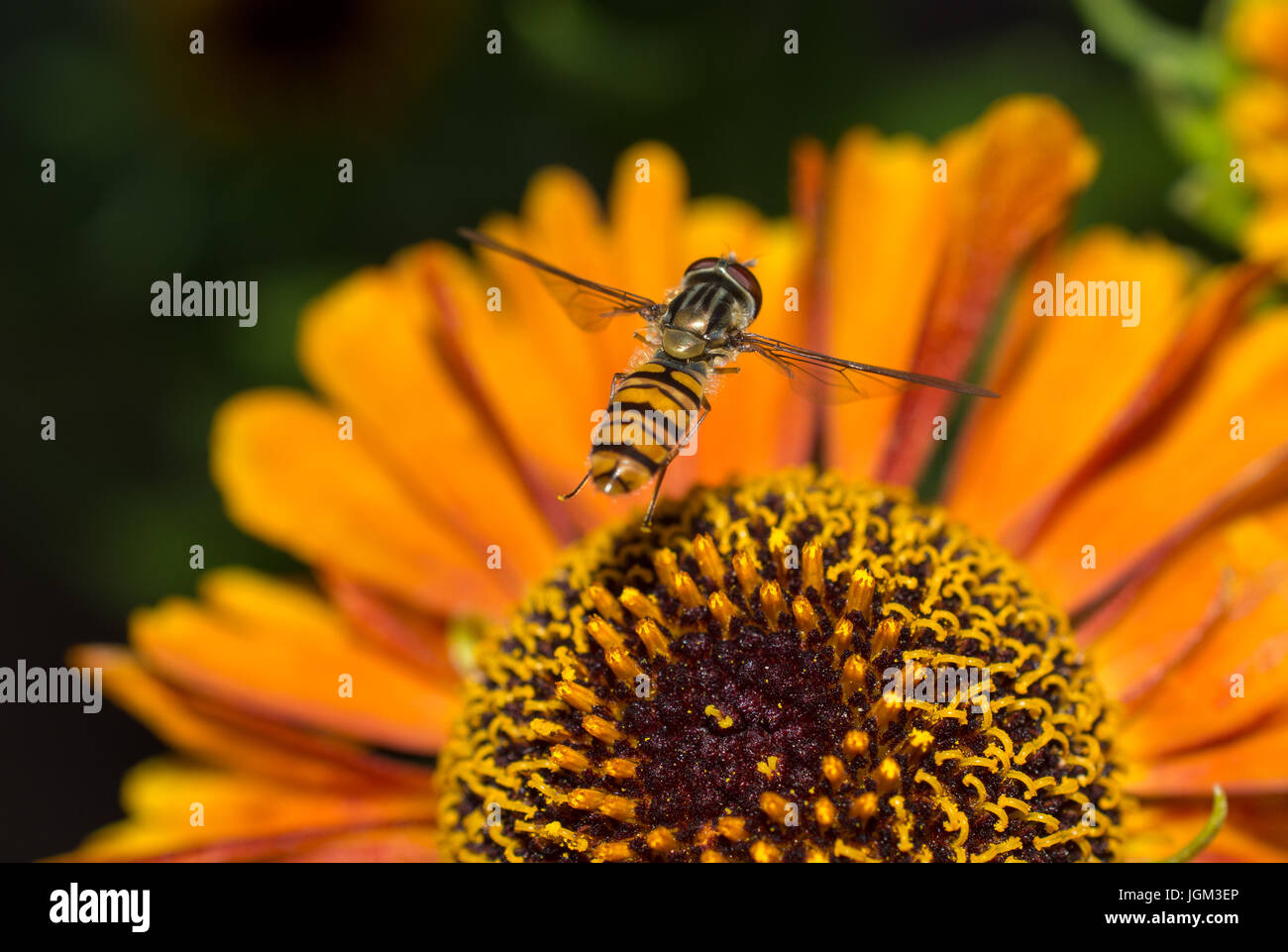 Flying insect wings flight hoverfly hi-res stock photography and images ...