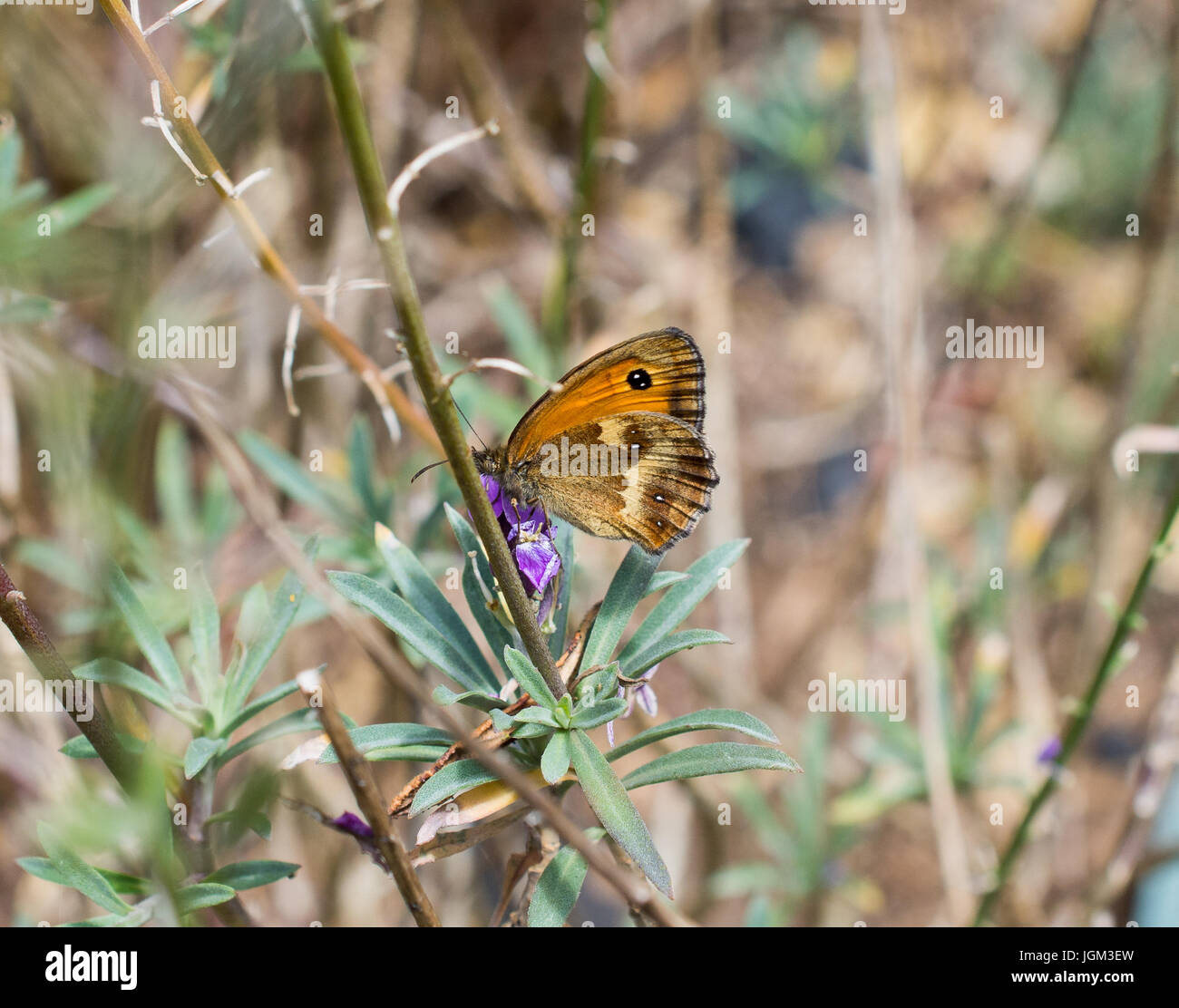 Butterfly wings open hi-res stock photography and images - Alamy