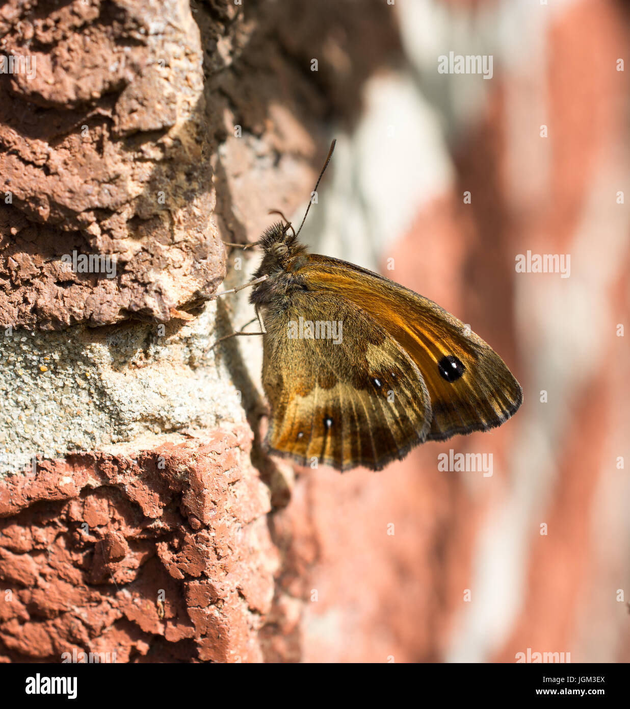 Butterfly wings closed hi-res stock photography and images - Alamy