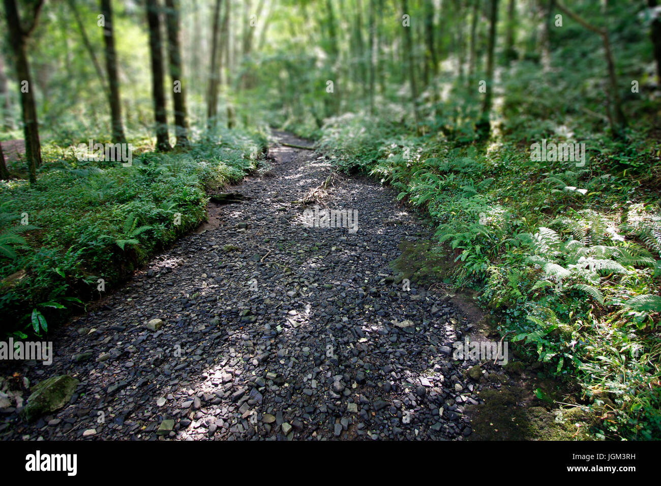 Dry river bed running through a forest Stock Photo - Alamy