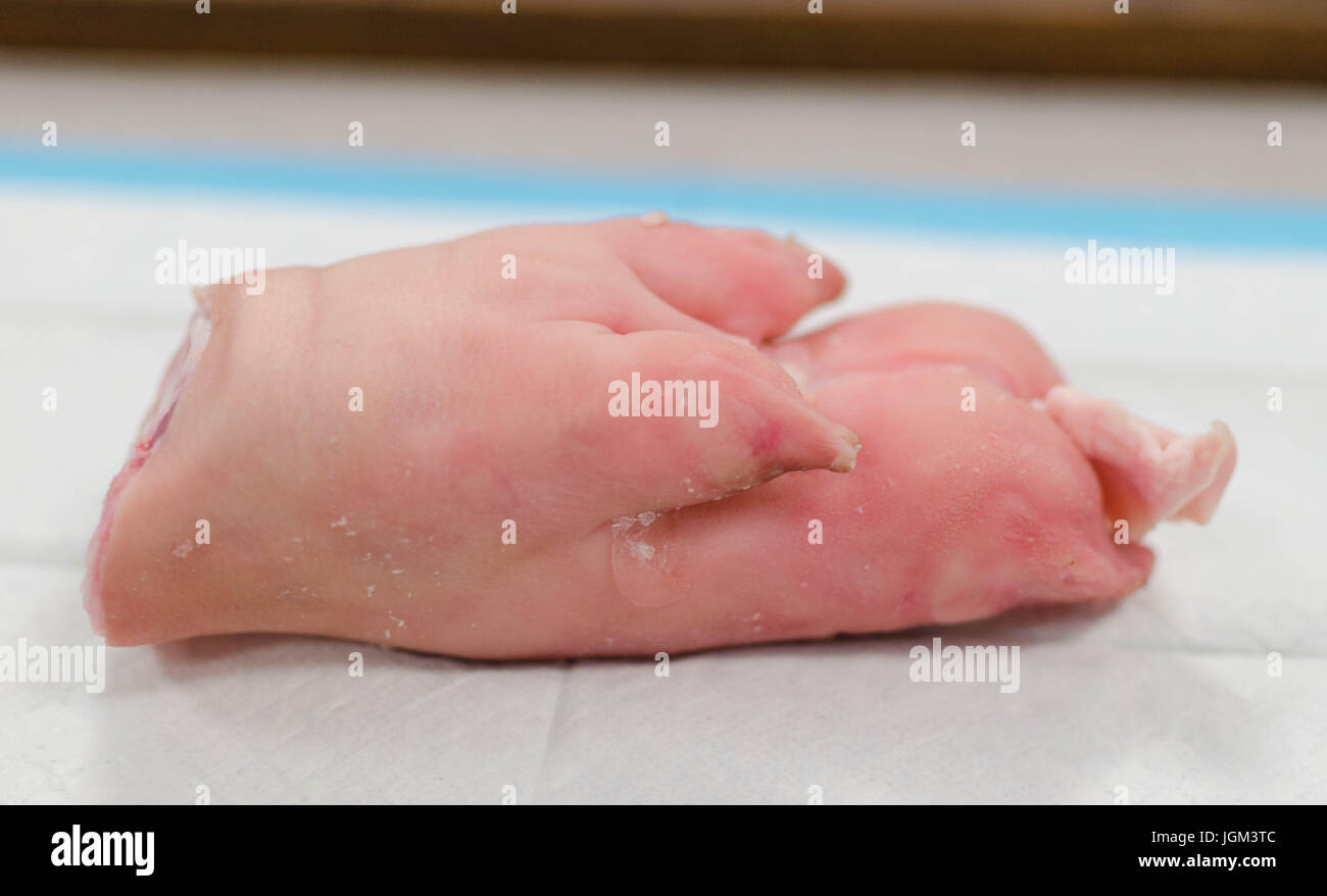 Pig foot being used for practice by pre-med students Stock Photo - Alamy