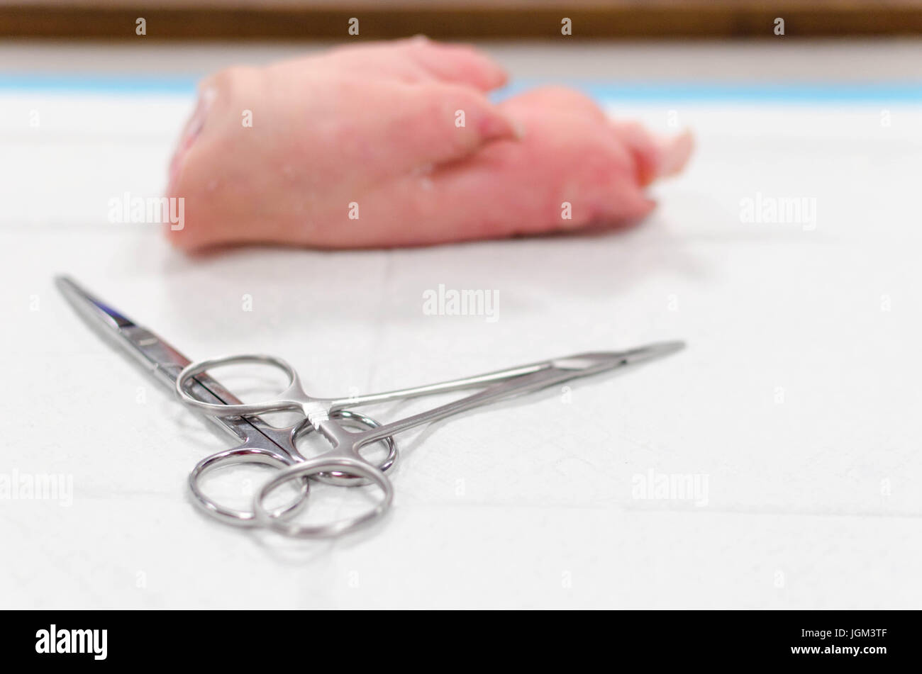 Pig dissection hi-res stock photography and images - Alamy