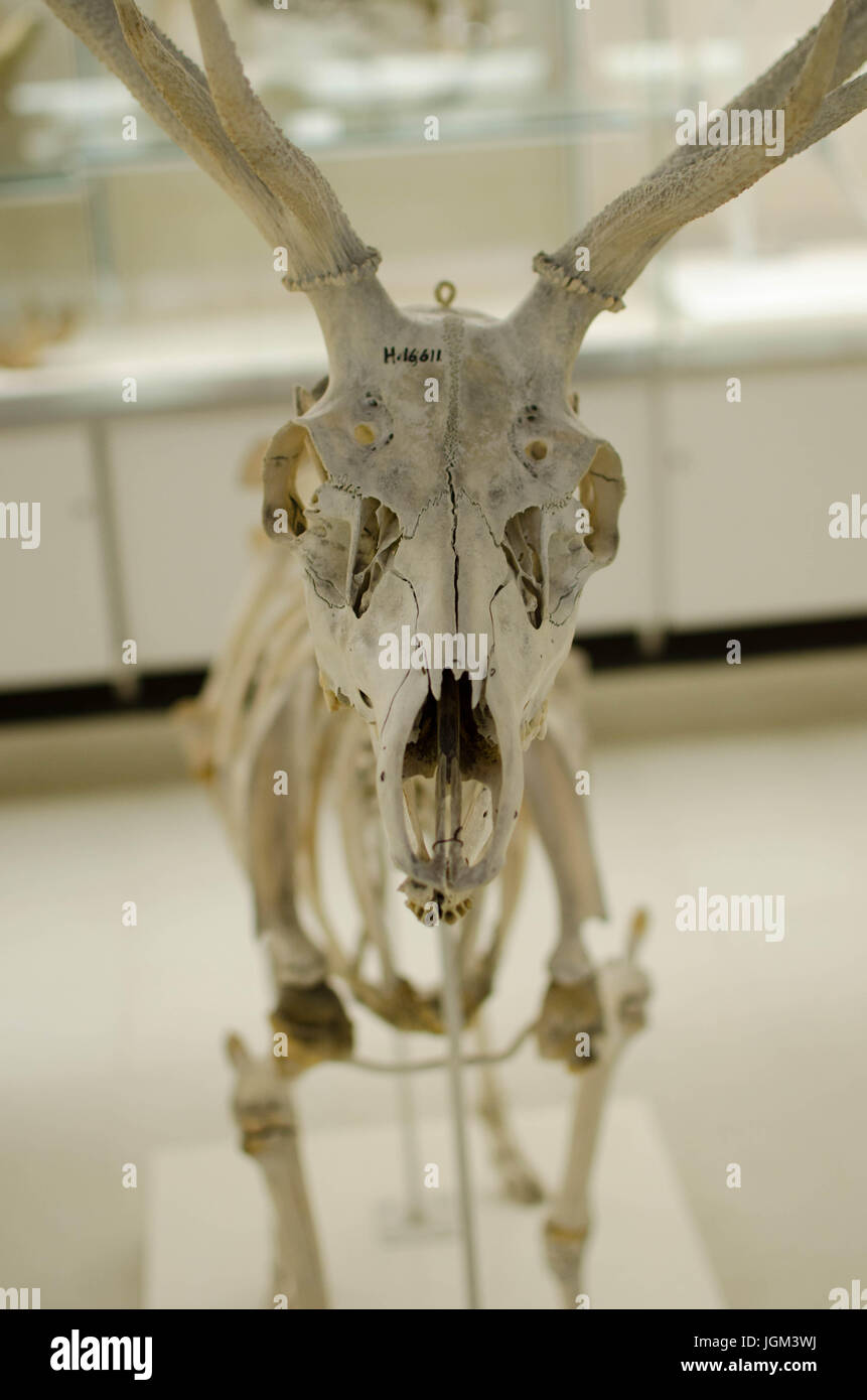 Dear skeleton in a museum Stock Photo - Alamy