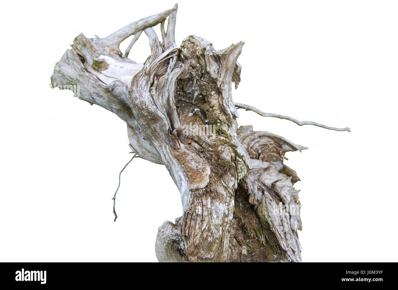 Old gray stump of the original shape isolated on white background Stock ...