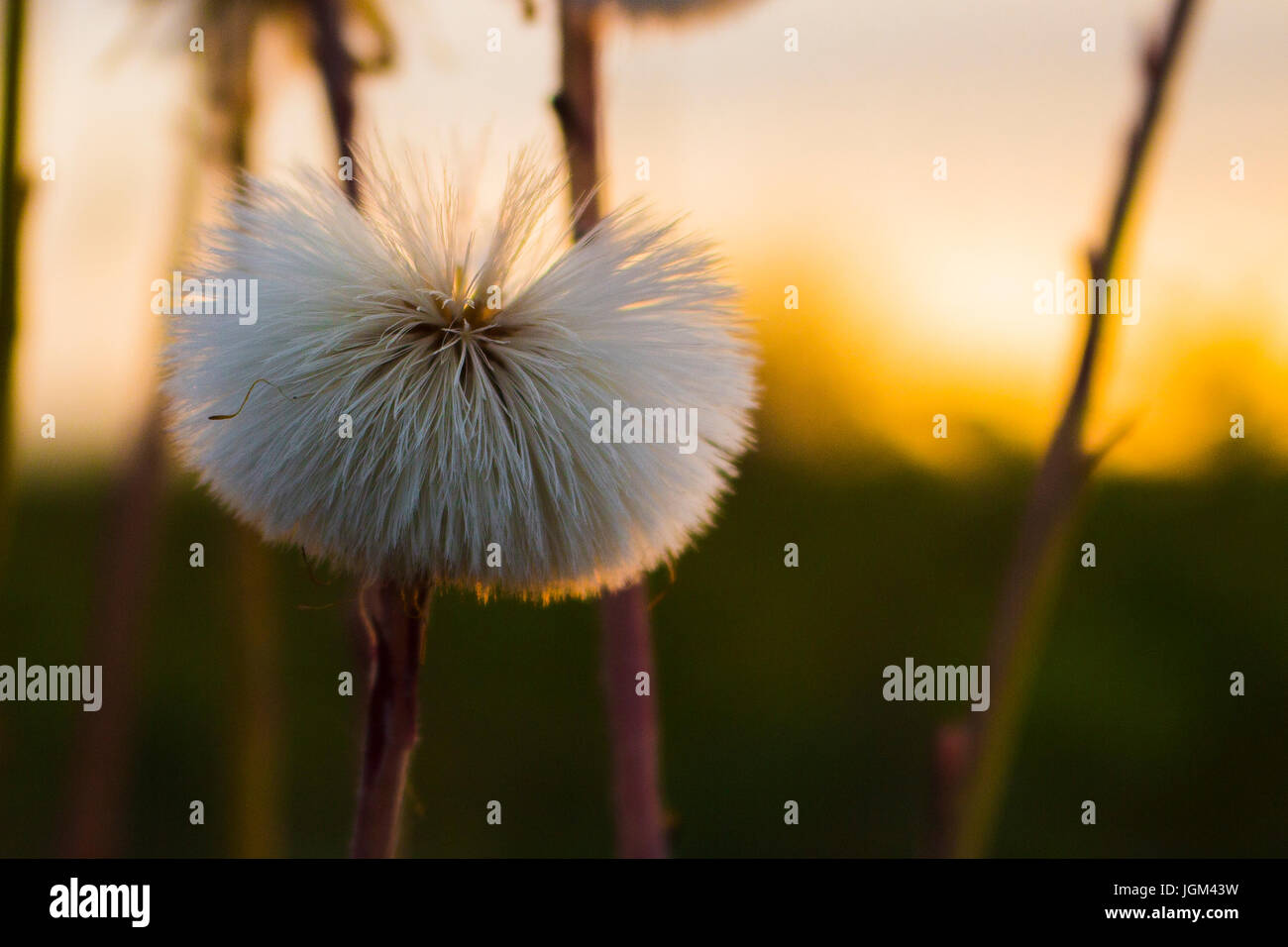 the Simon Cook collection Stock Photo - Alamy