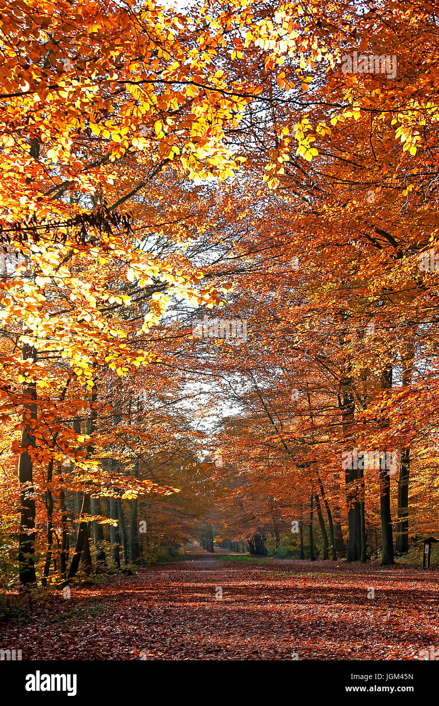 Europe, the Federal Republic of Germany, Lower Saxony, Oldenburg ...